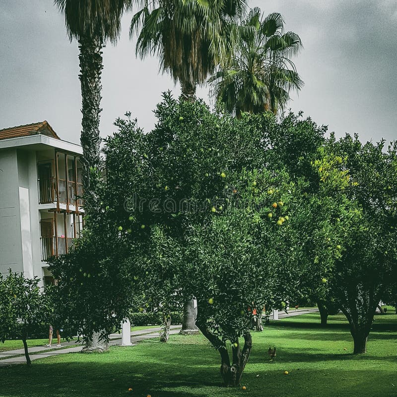 Fruit trees stock image. Image of hotel, fruit, buildings - 131842159
