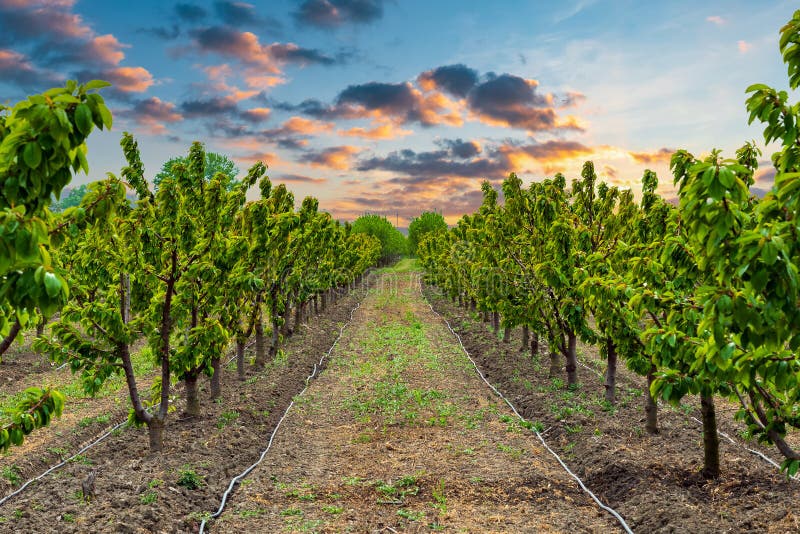 Fruit Trees on a Farm Plantation Stock Photo - Image of rural, organic ...