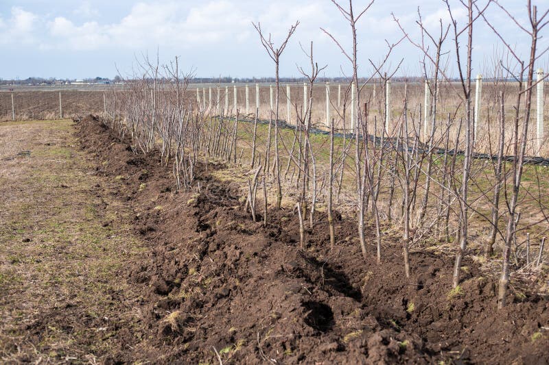 Fruit Trees on the Farm, Tree Transplantation. Garden Cultivation and ...