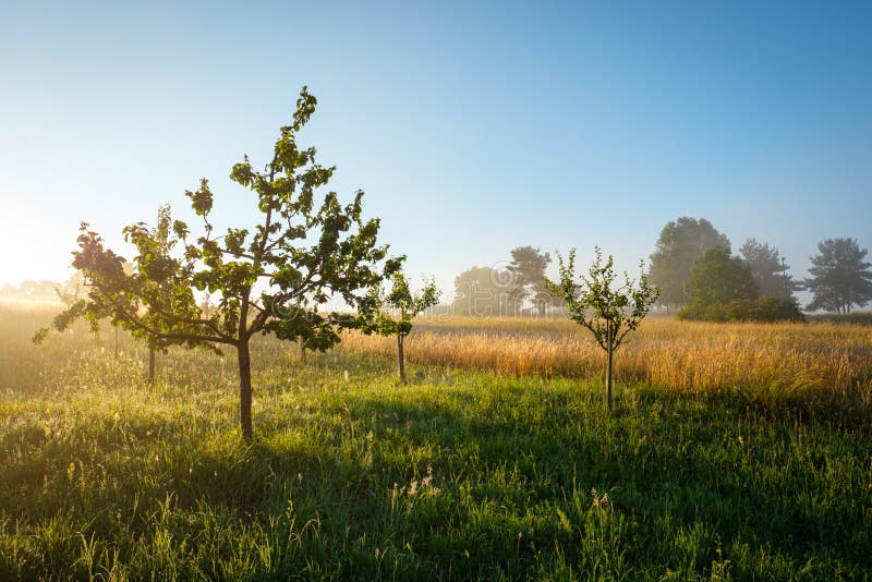 Fruit Trees and Field in Back Lit Stock Photo - Image of sunbeam ...