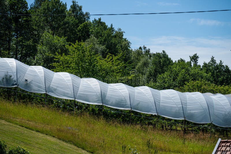 Fruit Trees Growing in a Plastic Tunnel.. Stock Image - Image of ...