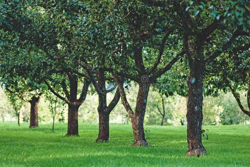 Fruit Trees Growing in Rows in Orchard Stock Photo - Image of season ...