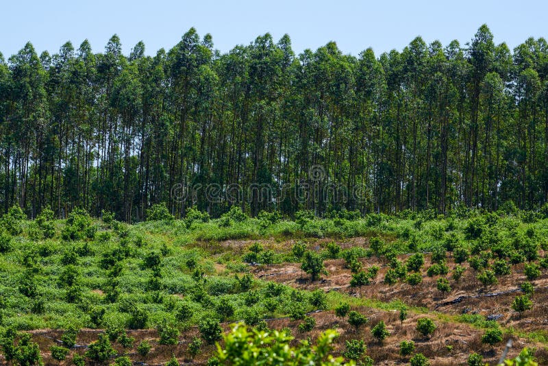 Fruit Trees Grown in the Orchard of the Farm Outdoors Stock Photo ...