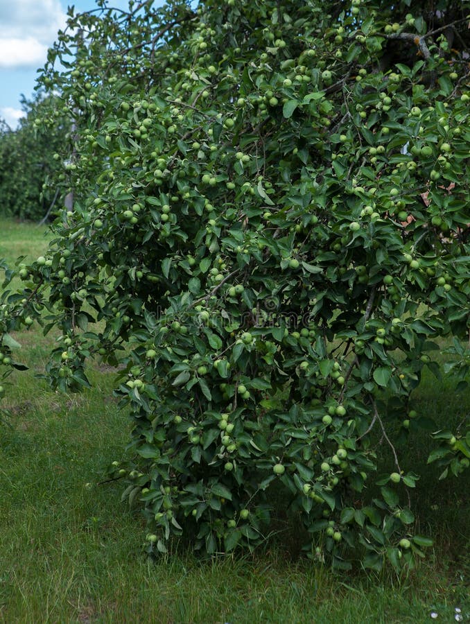 Fruit Trees in an Orchard. an Apple Tree that Leans Down To the Bottom ...