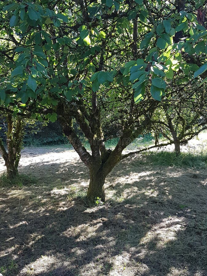 Fruit trees orchard stock image. Image of fruit, sunlight - 75828245