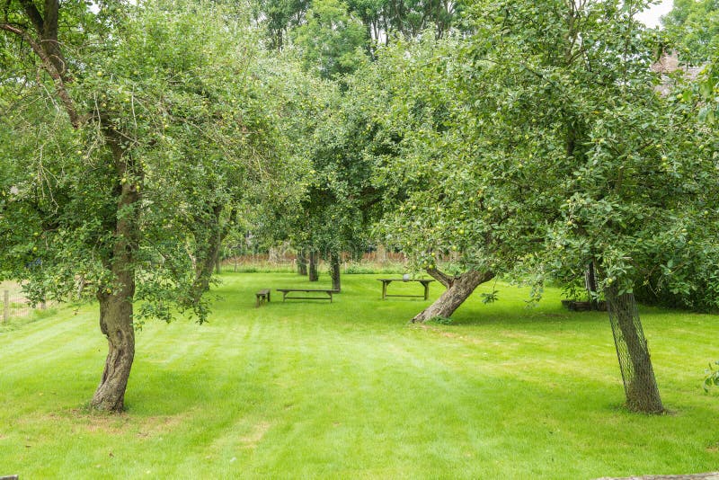 Fruit Trees in an Orchard with Grass and Wooden Benches Stock Image ...