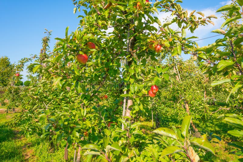 Fruit Trees in an Orchard in Sunlight in Autumn Stock Image - Image of ...