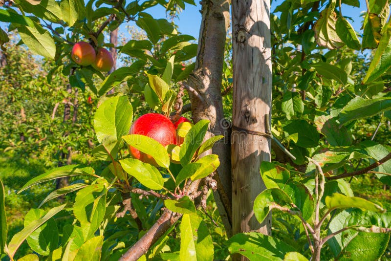 Fruit Trees in an Orchard in Sunlight in Autumn Stock Image - Image of ...