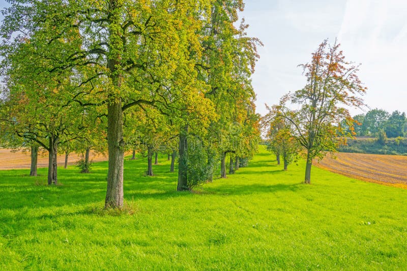 Fruit Trees in an Orchard in Sunlight in Autumn Stock Image - Image of ...