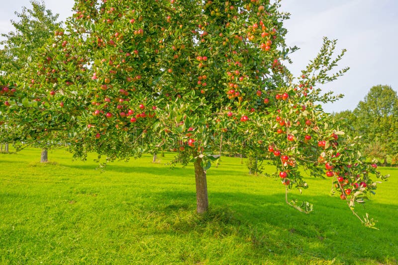 Fruit Trees in an Orchard in Sunlight in Autumn Stock Image - Image of ...