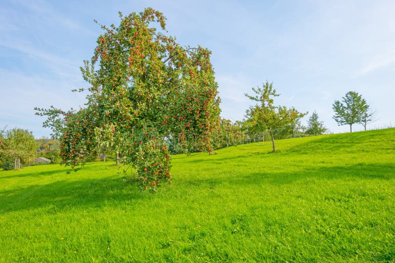 Fruit Trees in an Orchard in Sunlight in Autumn Stock Image - Image of ...