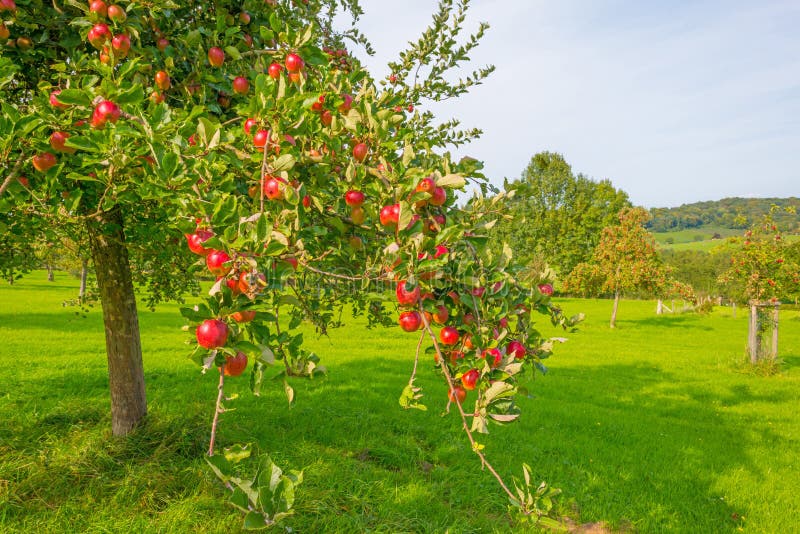 Fruit Trees in an Orchard in Sunlight in Autumn Stock Photo - Image of ...