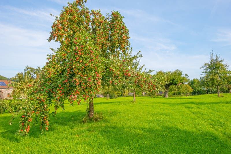 Fruit Trees in an Orchard in Sunlight in Autumn Stock Photo - Image of ...