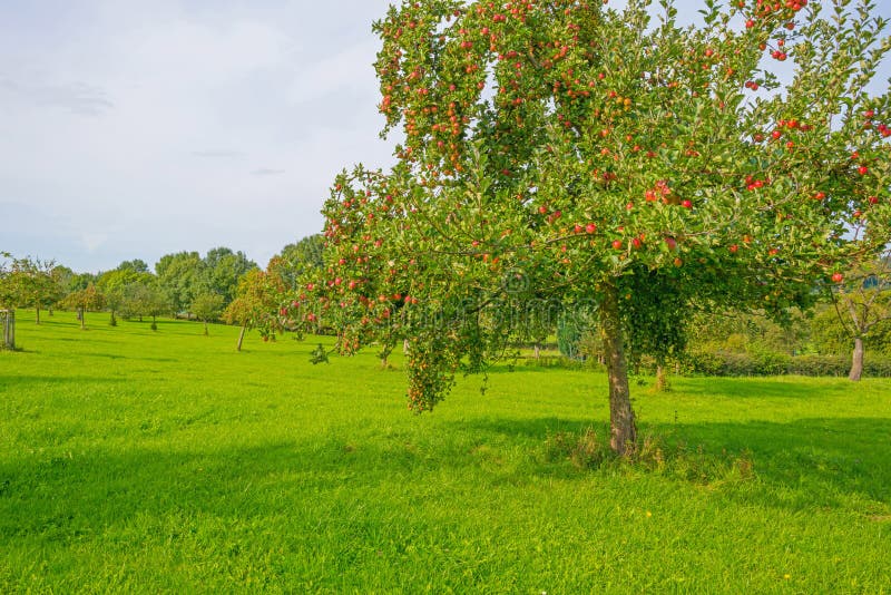 Fruit Trees in an Orchard in Sunlight in Autumn Stock Photo - Image of ...