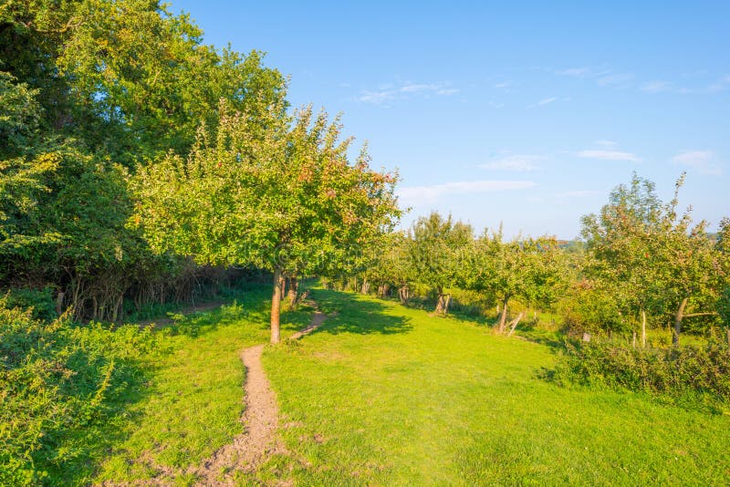 Fruit Trees In An Orchard In Sunlight In Autumn Stock Image - Image of ...