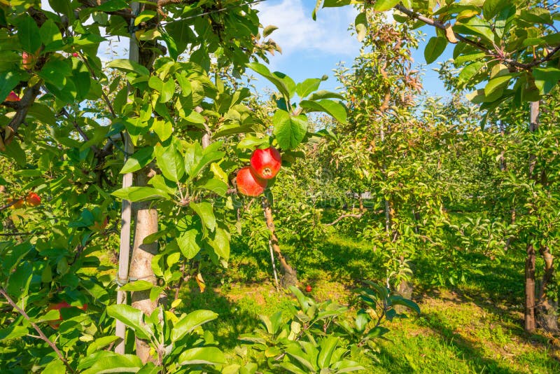 Fruit Trees in an Orchard in Sunlight in Autumn Stock Photo - Image of ...