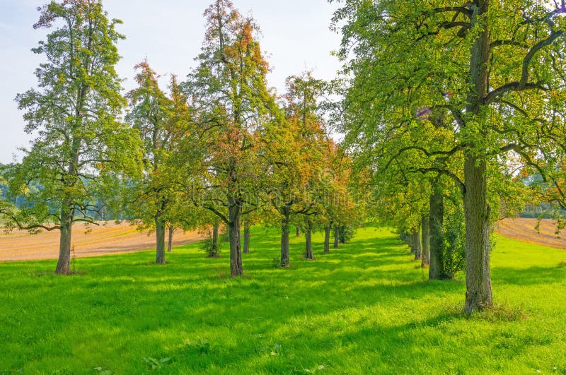 Fruit Trees in an Orchard in Sunlight in Autumn Stock Image - Image of ...