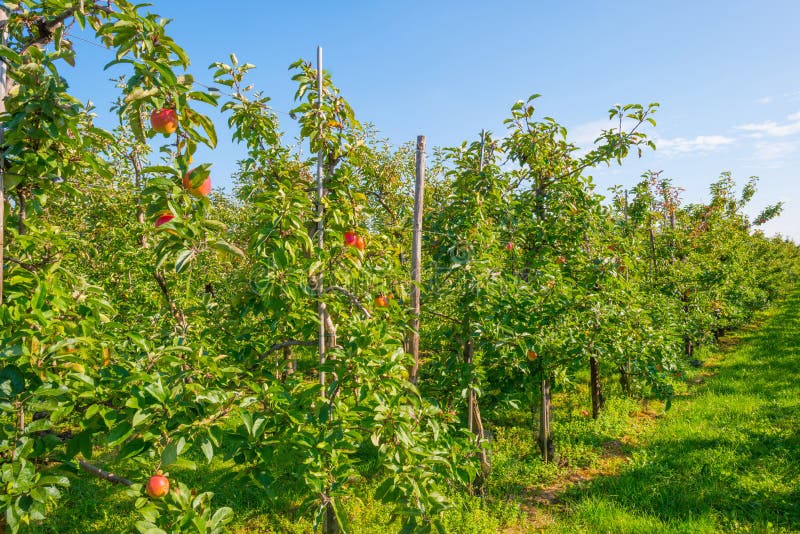 Fruit Trees in an Orchard in Sunlight in Autumn Stock Photo - Image of ...