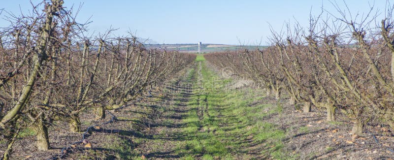 Fruit Trees Plantation on Winter Stock Image - Image of fruit, tank ...