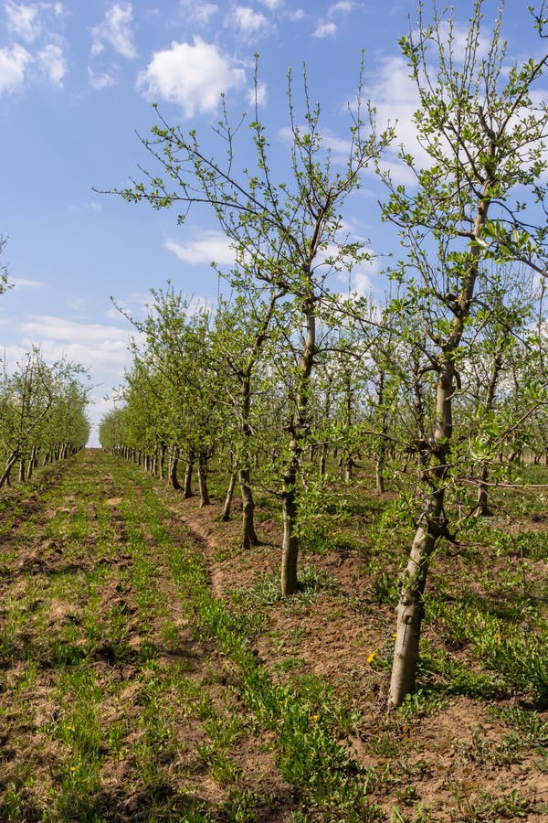 Fruit Trees Planted in a Row on the Farm. Early Spring Agricultural ...
