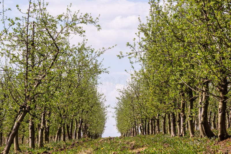 Fruit Trees Planted in a Row on the Farm. Early Spring Agricultural ...