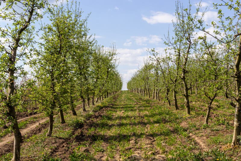 Fruit Trees Planted in a Row on the Farm. Early Spring Agricultural ...