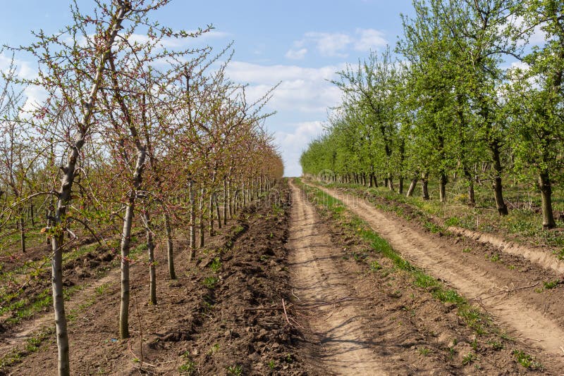 Fruit Trees Planted in a Row on the Farm. Early Spring Agricultural ...