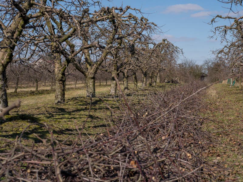 Fruit trees stock photo. Image of trees, file, orchard - 78846308
