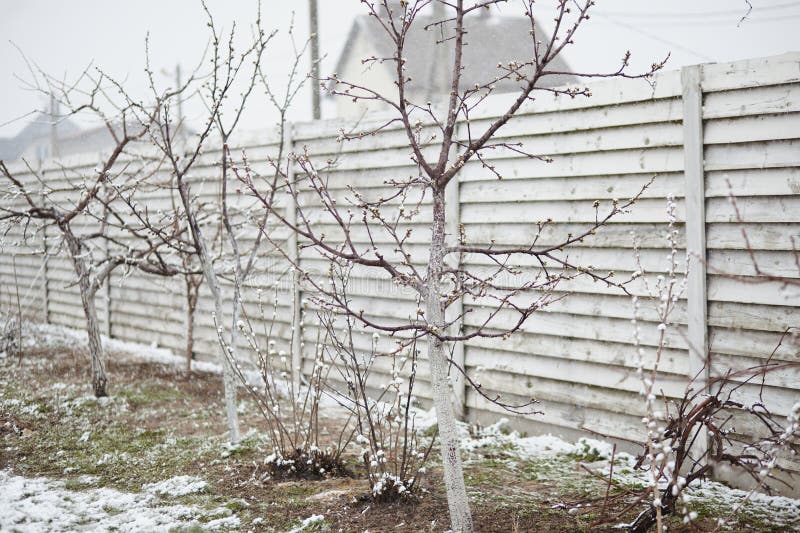 Fruit Trees with Spring Buds Caught in Unexpected Snowfall in Backyard ...