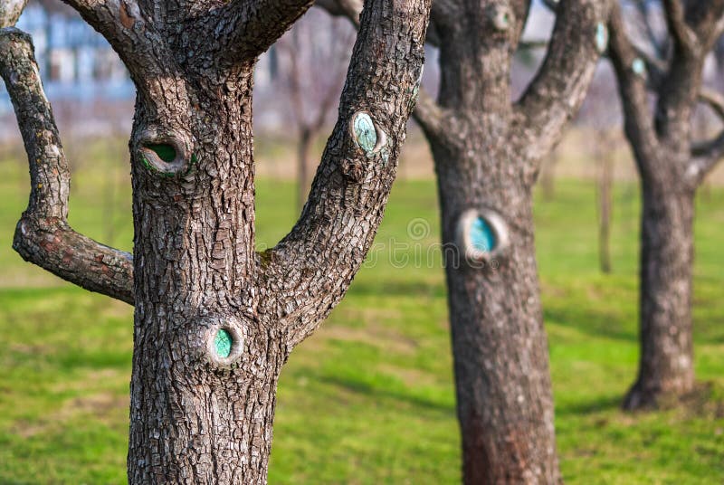 Fruit Trees in Spring Orchard - Bare Pear or Apple Trees on Sunny Day ...