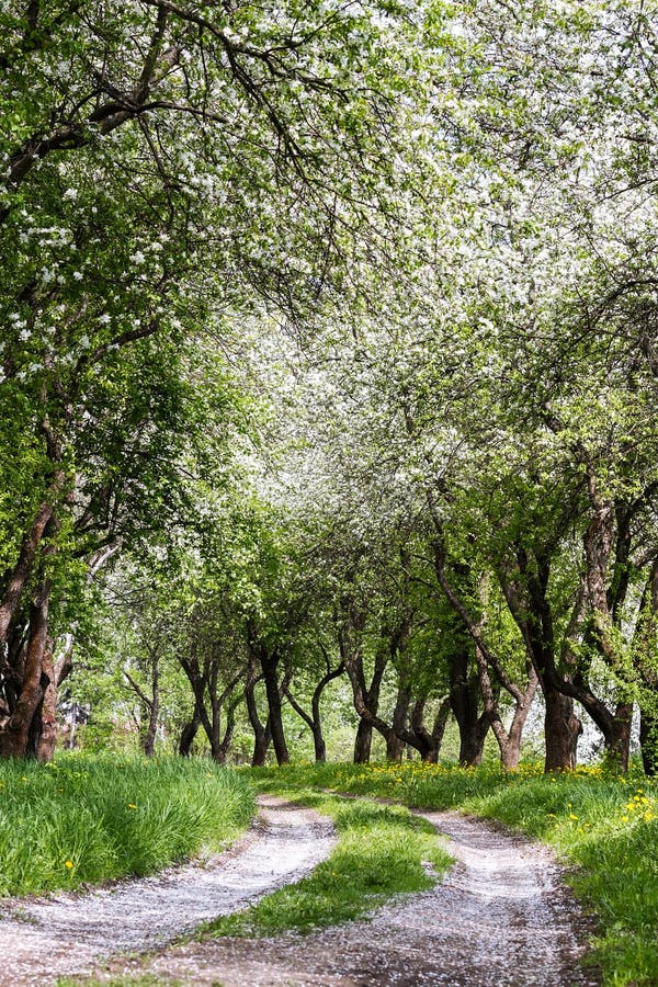 Fruit Trees in a Spring Orchard Stock Image - Image of flower, grass ...