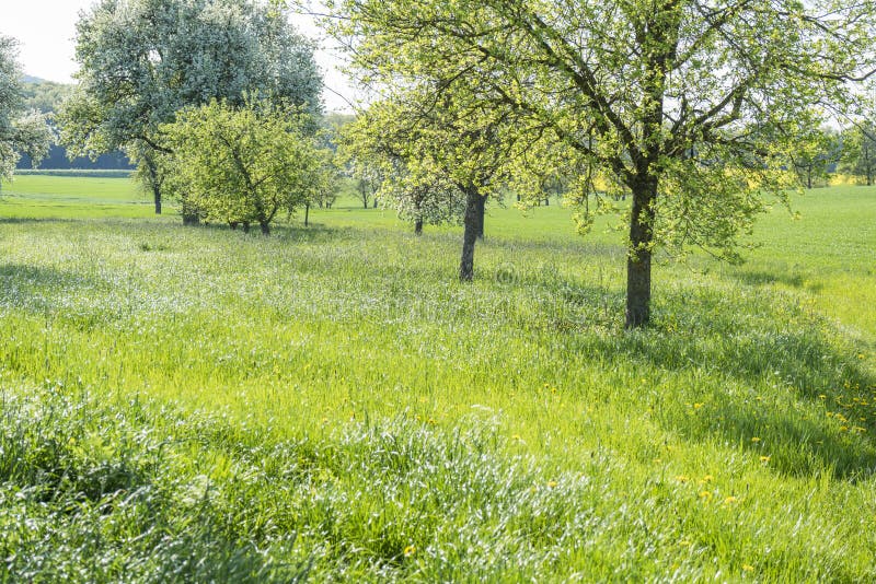 Fruit trees at spring time stock photo. Image of farming - 71866154