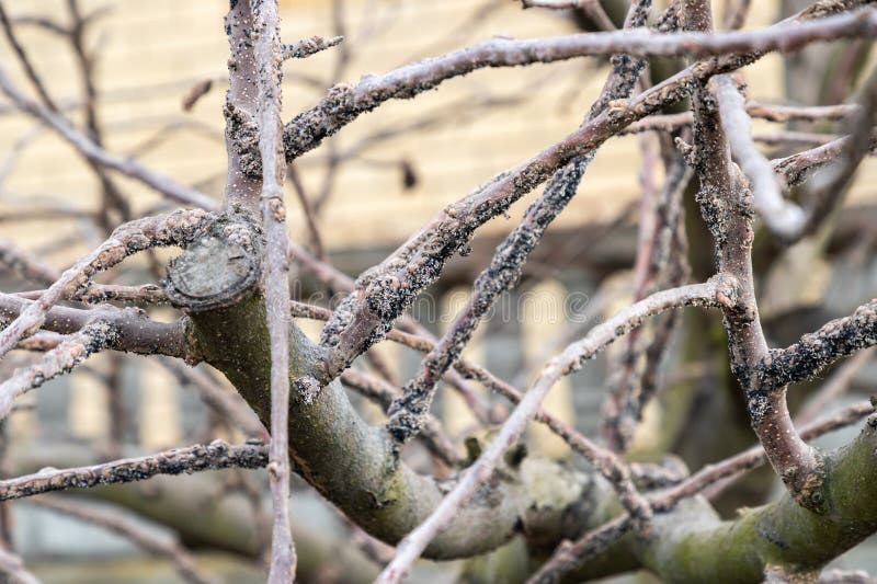 Fruit Trees Trunk Disease, Illness, Treatment at Orchard in Spring or ...