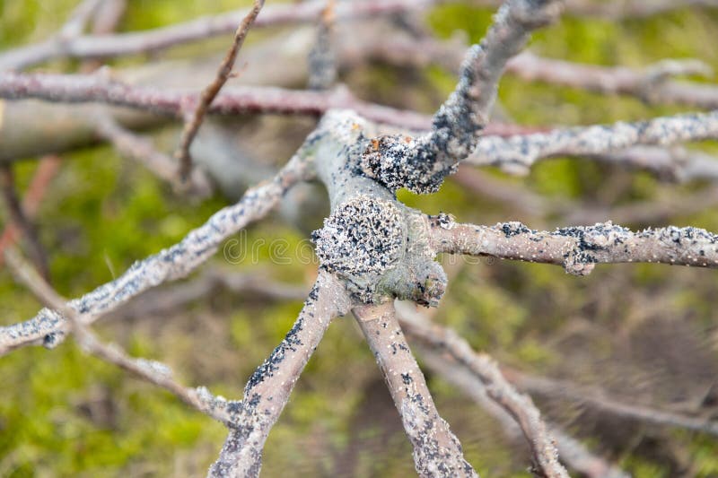 Fruit Trees Trunk Disease, Illness, Treatment at Orchard in Spring or ...