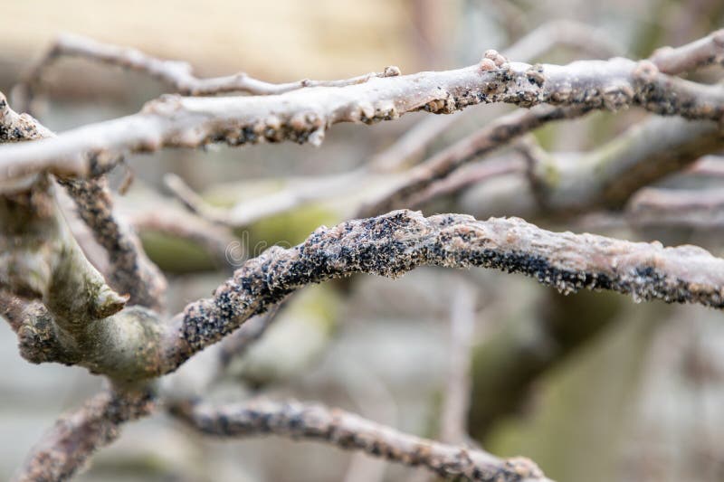 Fruit Trees Trunk Disease, Illness, Treatment at Orchard in Spring or ...