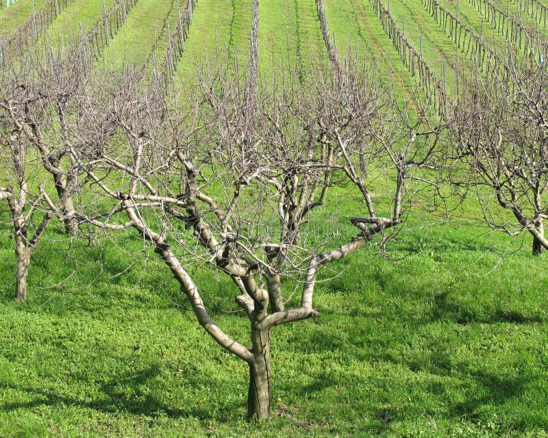 Dry Fruit Trees without Leaves in Autumn Stock Photo - Image of branch ...