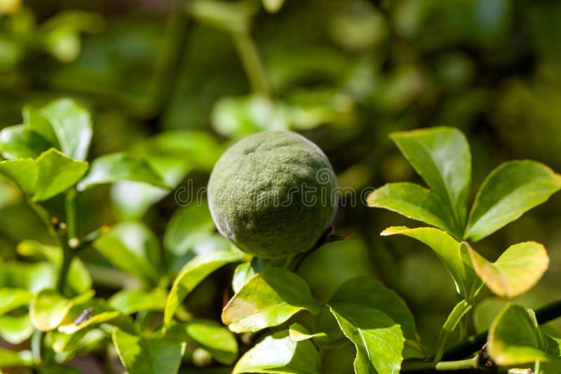 Fruit of a Trifoliate Orange, Citrus Trifoliata Stock Photo - Image of ...