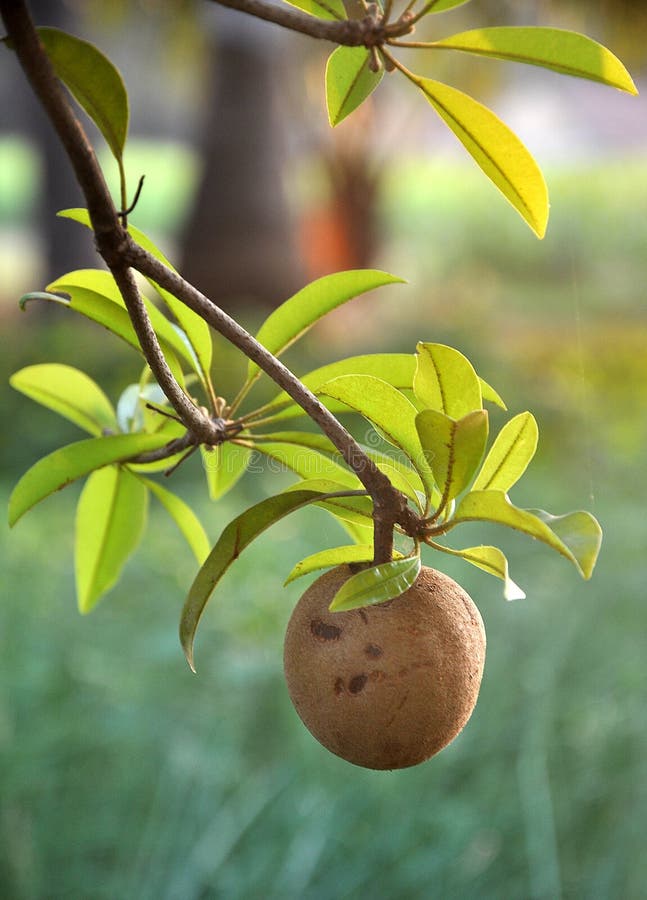 Fruits Tropicaux - Arbre De Chiku Photo stock - Image du brun, frais ...