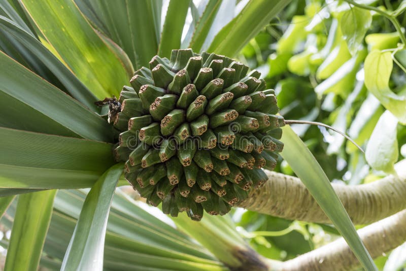 Fruit of a Common Screwpine Stock Image - Image of monocot, tree: 103316059