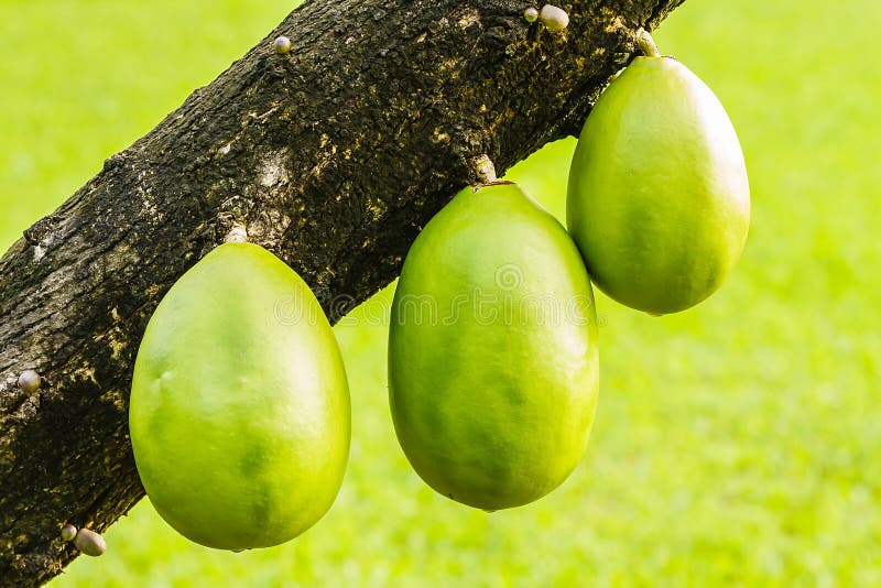 Fruit from Trunk of Gourd Tree Stock Photo - Image of tree, branch ...
