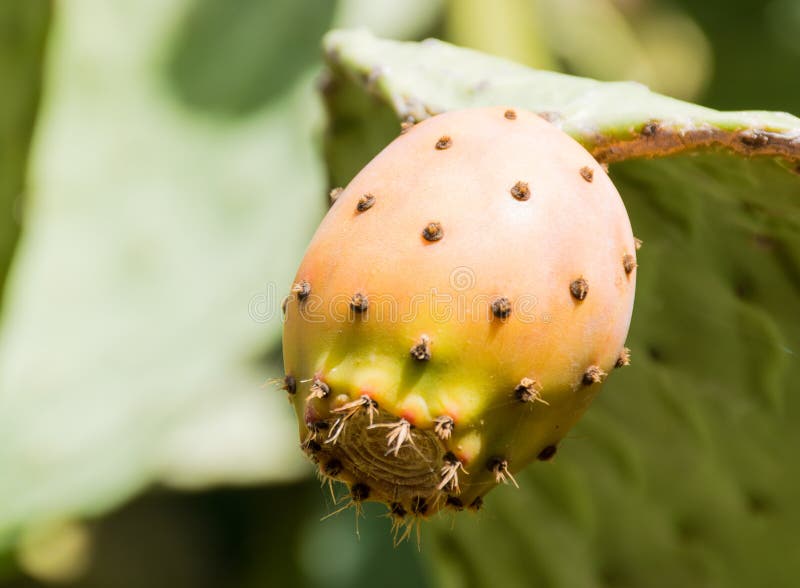 The Fruit of the Tunera, Catus Stock Photo - Image of leaf, food: 184734728