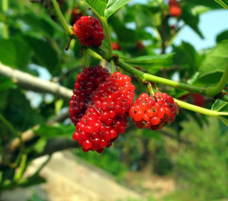 Fruit Van De Witte Moerbeiboom Stock Afbeelding - Image of tros ...