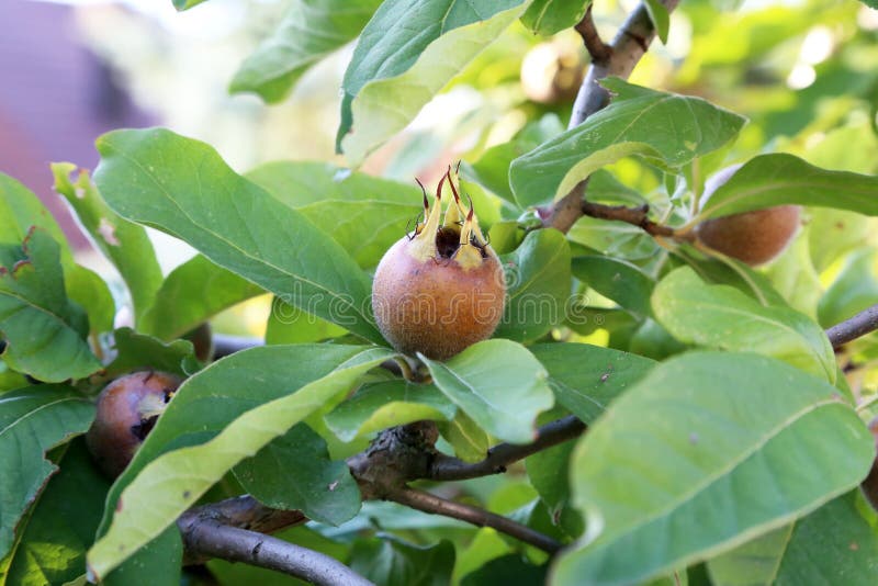 Fruit Van Mespilus-germanica, Gemeenschappelijke Mispel Bij Een Boom ...