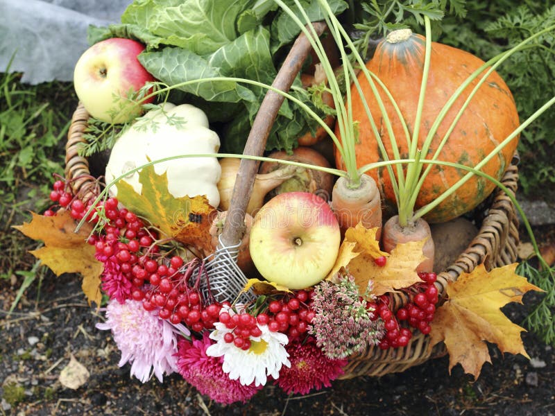 Fruit and Vegetable in Basket Stock Photo - Image of miscellany, maple ...