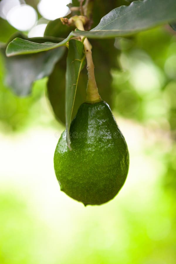 Fruit Vert D'avocat Sur L'arbre Image stock - Image du collecte ...