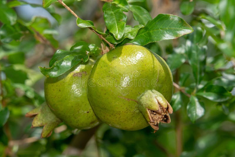 Fruit M?r De Grenade Sur La Branche D'arbre, Fruits M?rs De Grenade ...