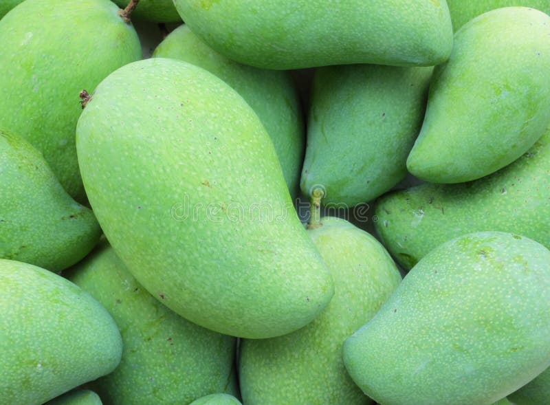 Les Fruits Verts Mangoustes Affluent Au Brésil Photo stock - Image du ...