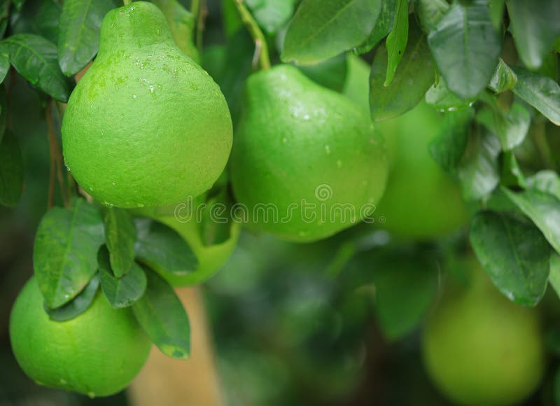 Feuilles de pamplemousse image stock. Image du lames - 63682317