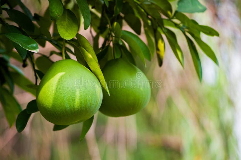 Fruit Vert De Pamplemousse Sur Un Arbre Photo stock - Image du santé ...