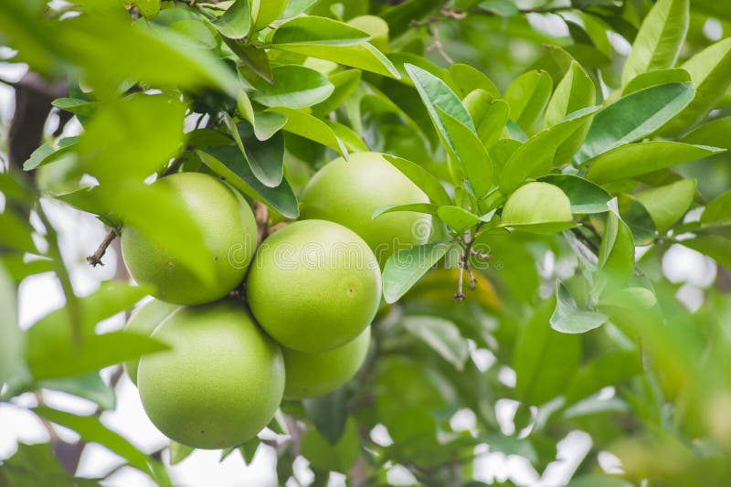 Fruit Vert De Pamplemousse Sur Un Arbre Photo stock - Image du santé ...